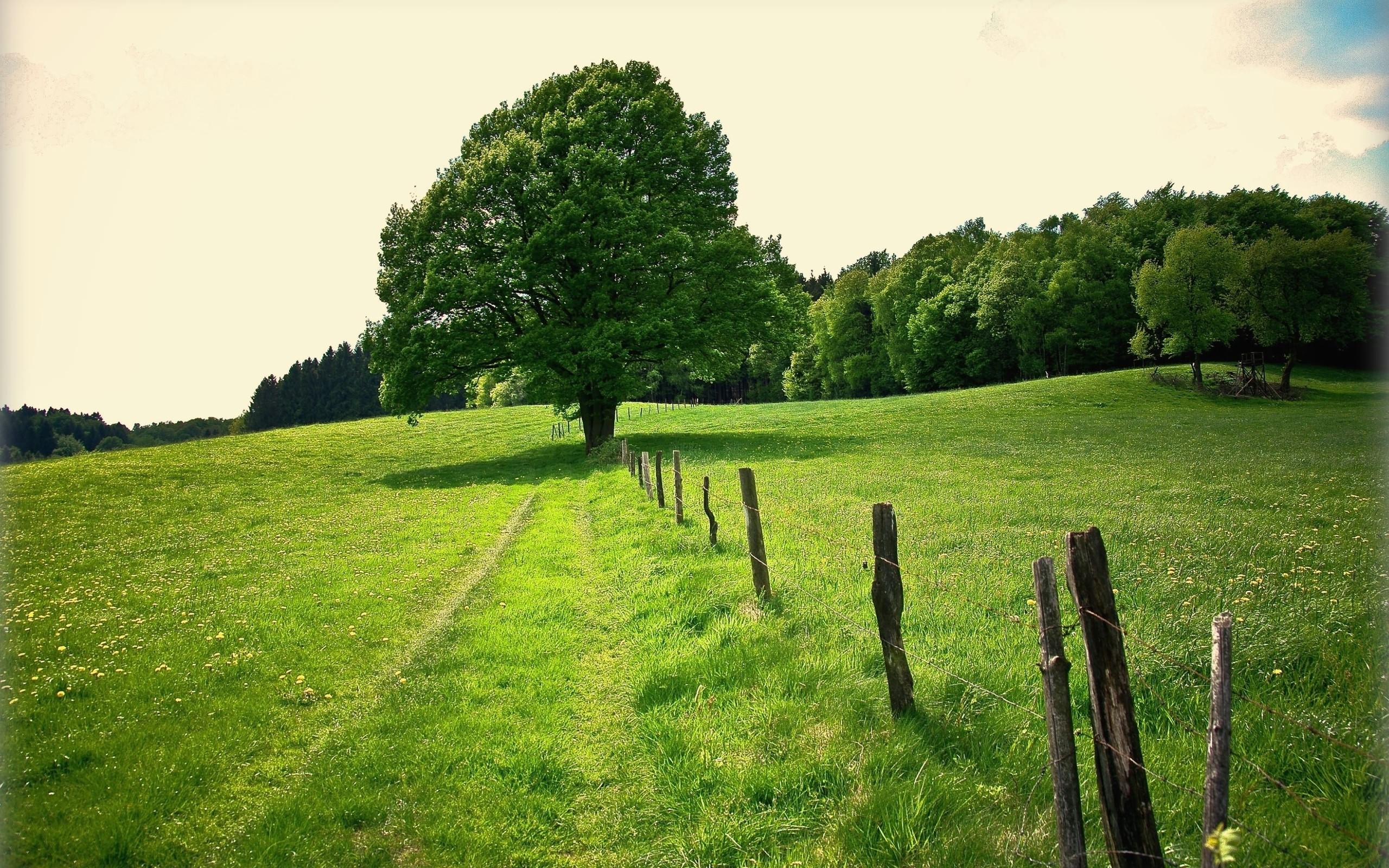 Green Landscape With Single Tree Wallpaper - Single Tree Wallpaper Hd ...