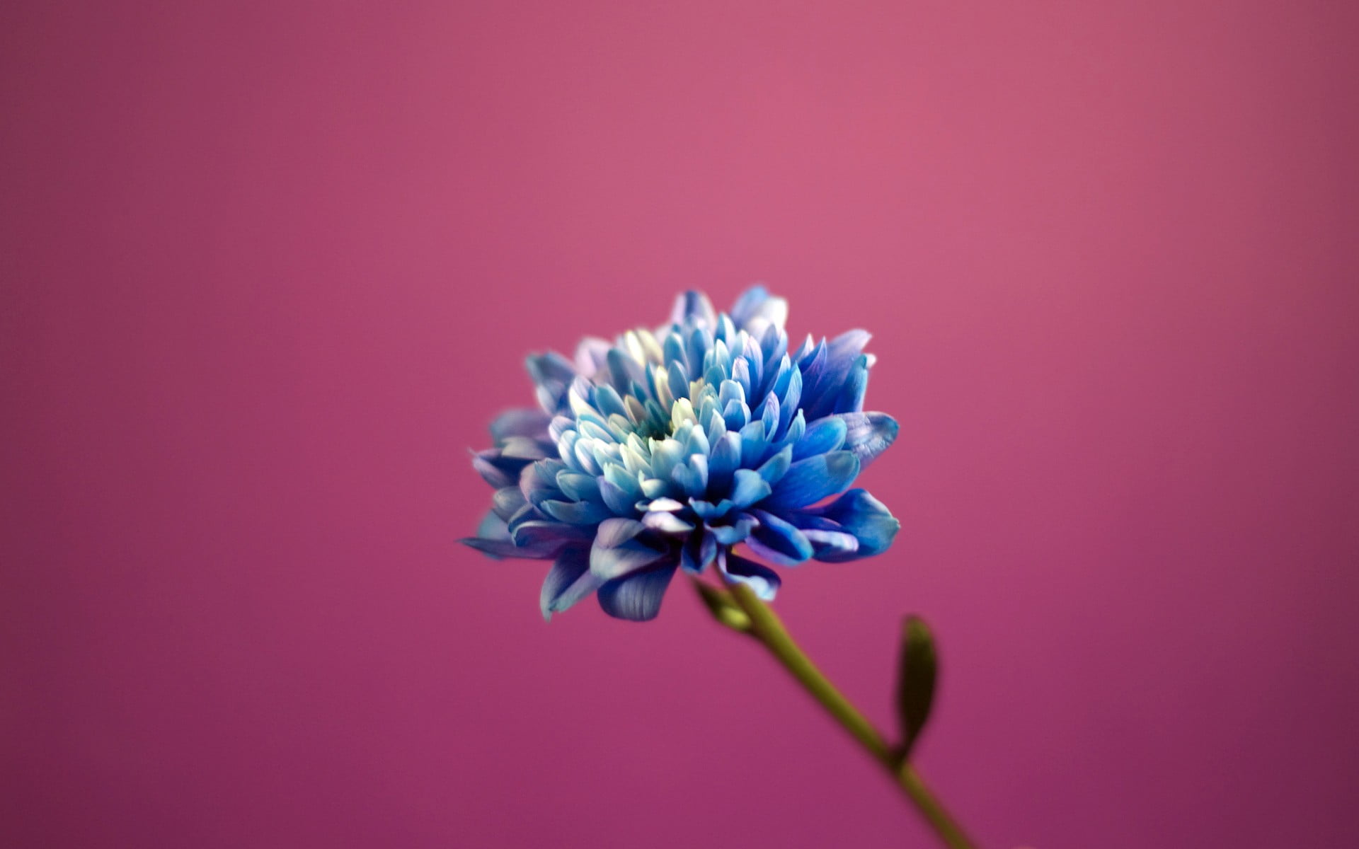 Blue And Pink Floral Wallpaper - 1920x1200 Wallpaper - teahub.io
