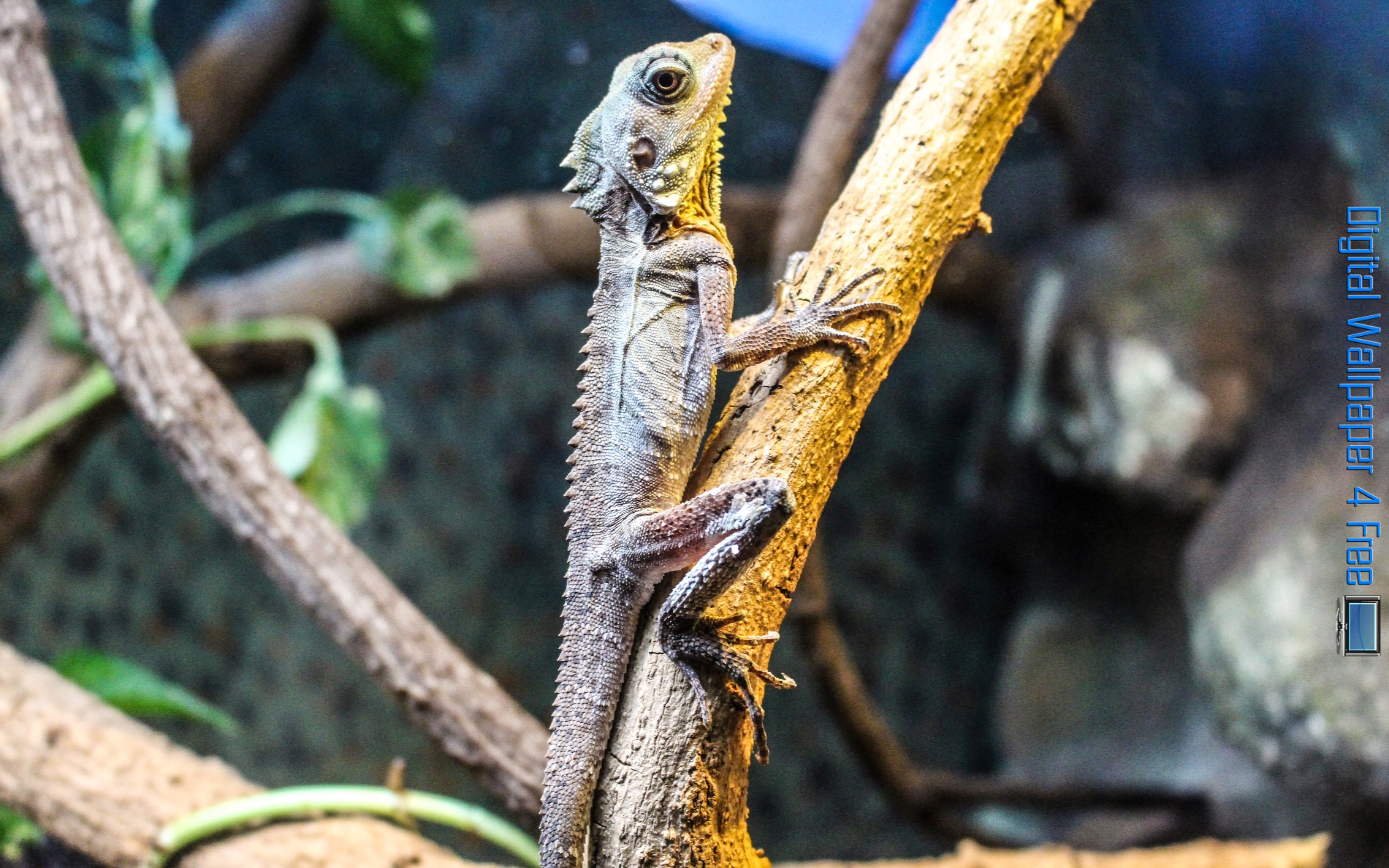 Agama - 2560x1600 Wallpaper - teahub.io