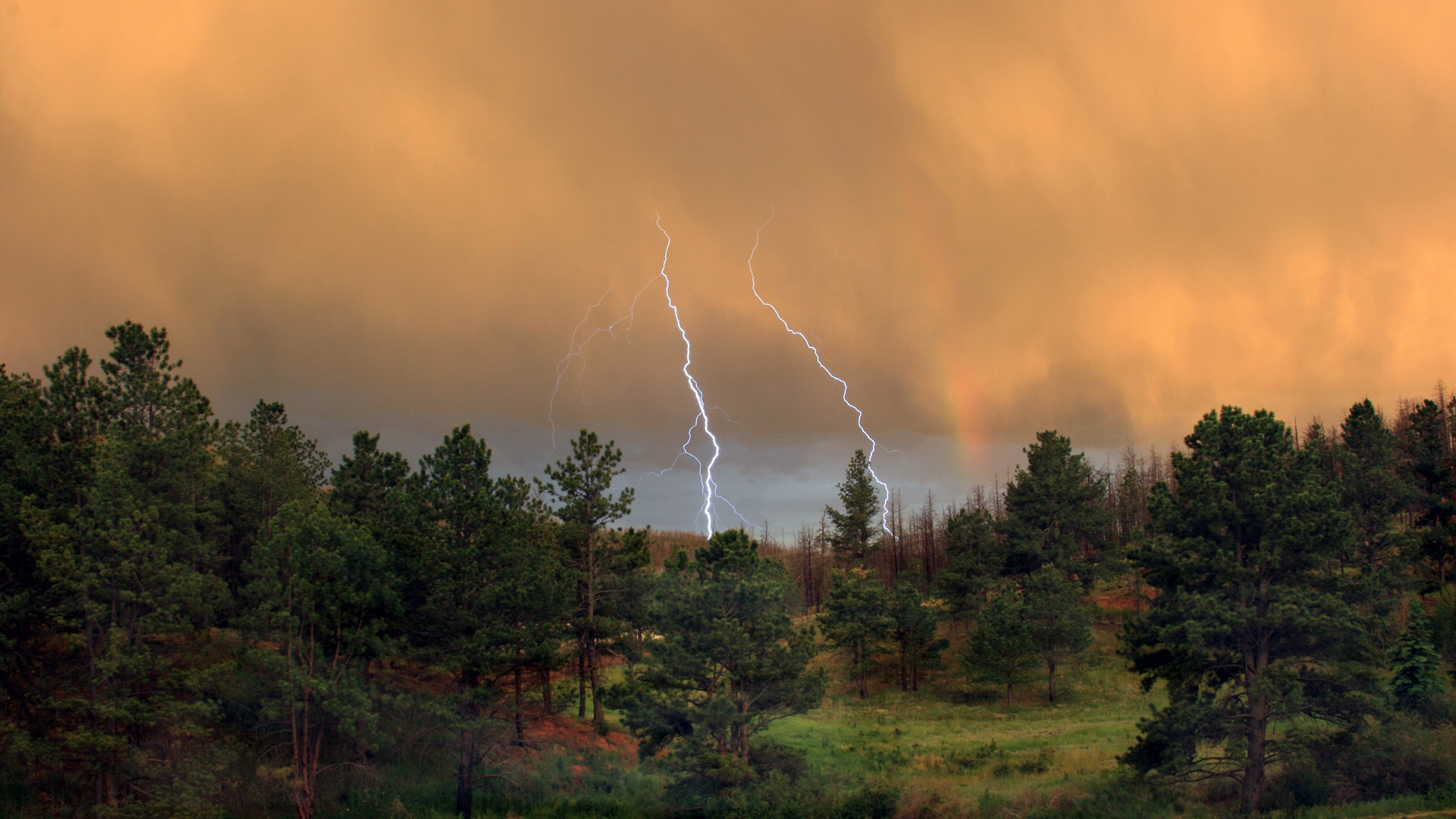 Lightning Strike In Forest - 1920x1080 Wallpaper - teahub.io