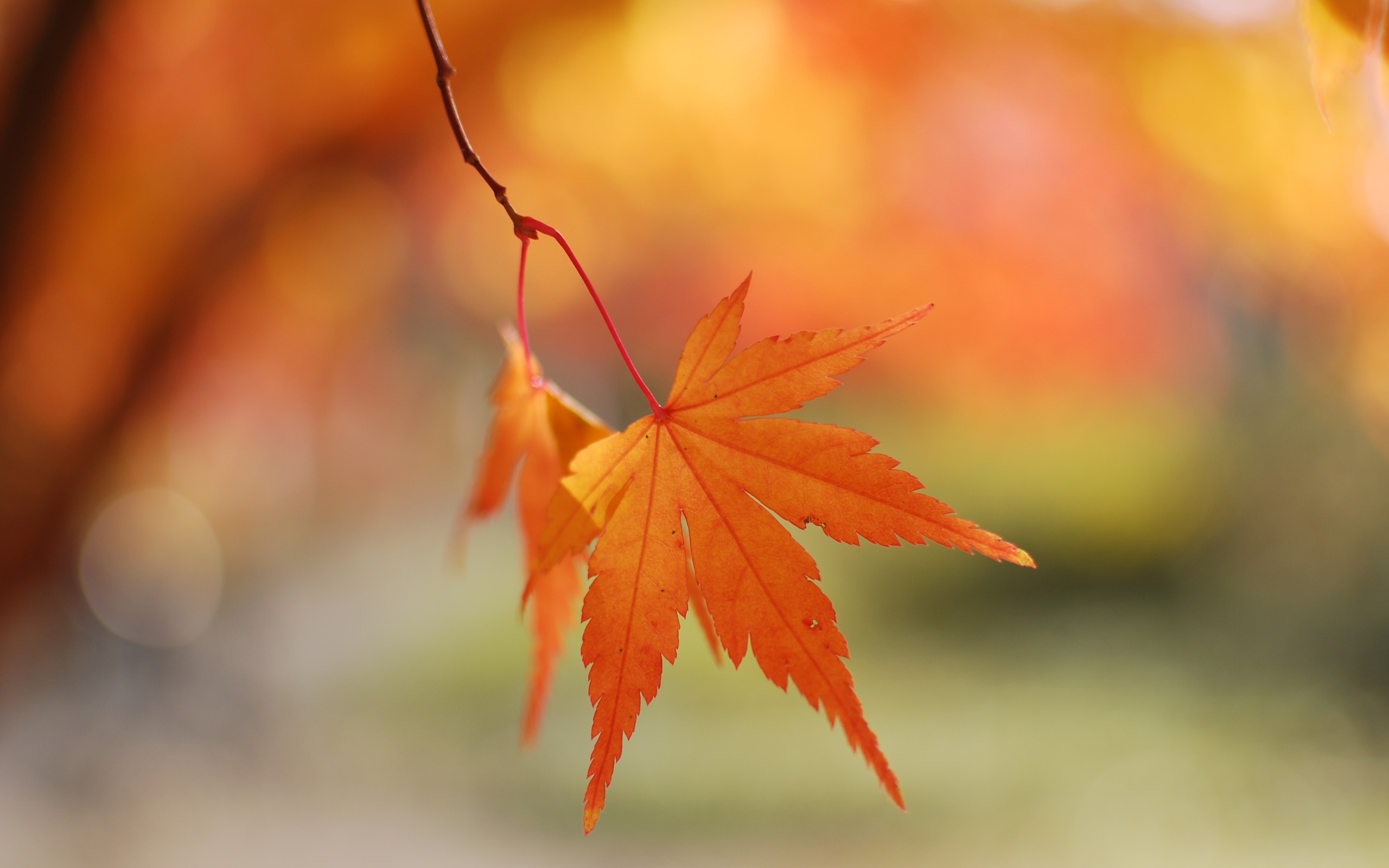 Depth Of Field Leaf - 2560x1600 Wallpaper - teahub.io
