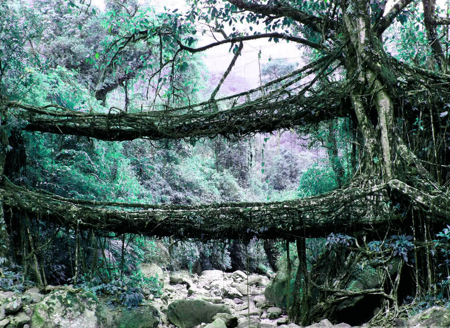 Living Root Bridges Meghalaya Tourism Images - Living Bridge In ...
