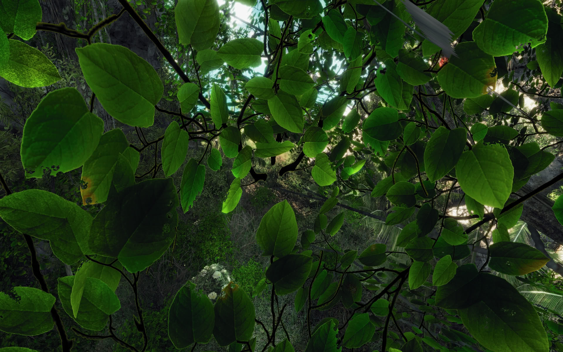 Fruit Tree - 1920x1200 Wallpaper - teahub.io