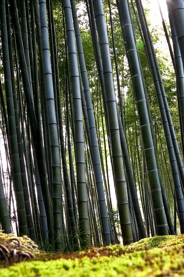 Zebrano Tree - 640x960 Wallpaper - teahub.io