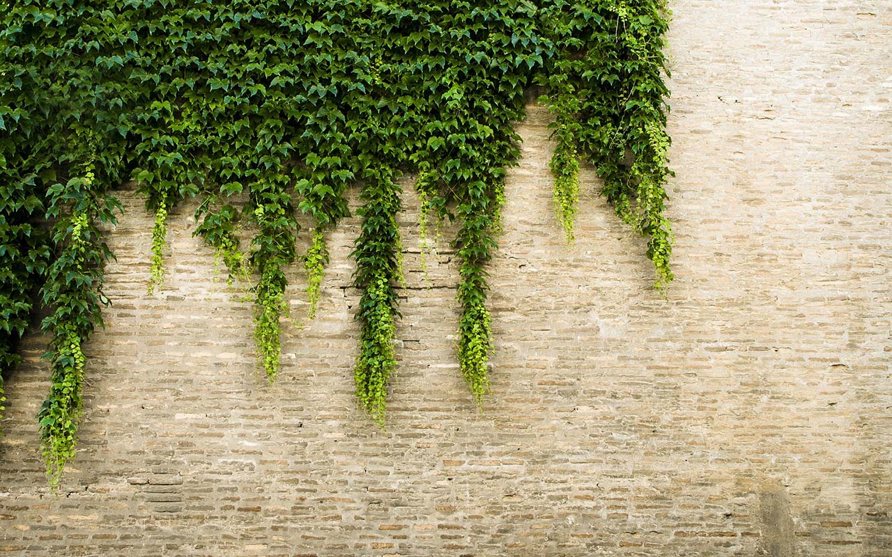 Grass Wall Wallpaper Hd - 1280x800 Wallpaper - teahub.io