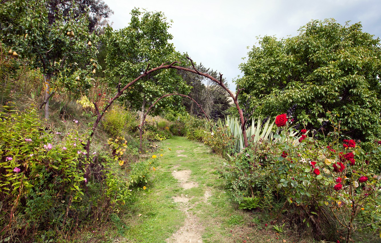 Photo Wallpaper Flowers, Nature, Garden, Trail, Plants, - Trail ...