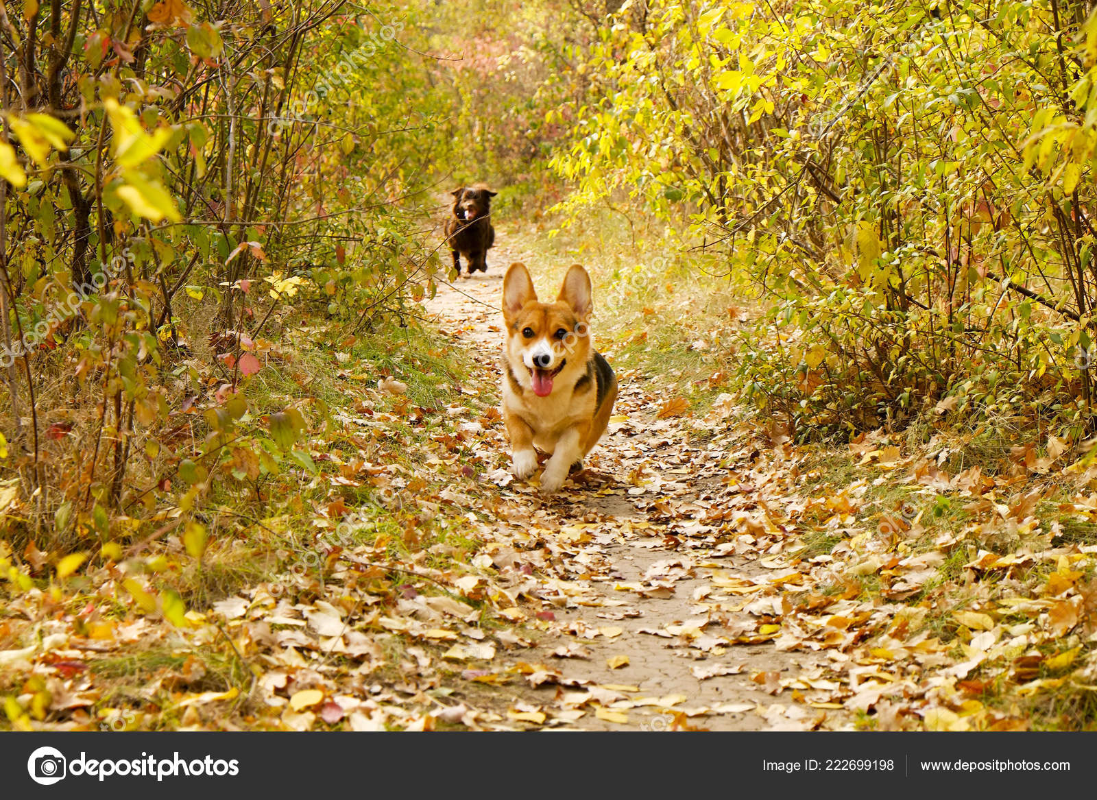 Dog Welsh Corgi Fallen Leaves Autumn Hd Wallpaper Lib - Fall Corgi ...