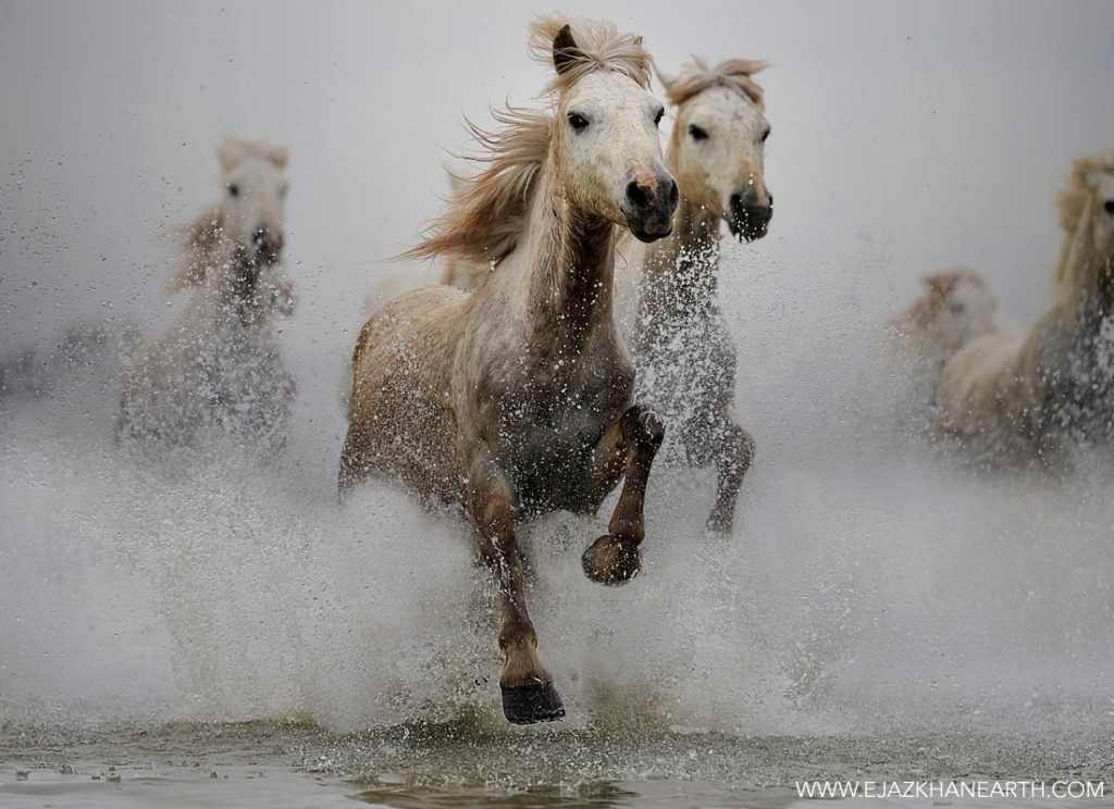 Stallion - 1024x744 Wallpaper - teahub.io