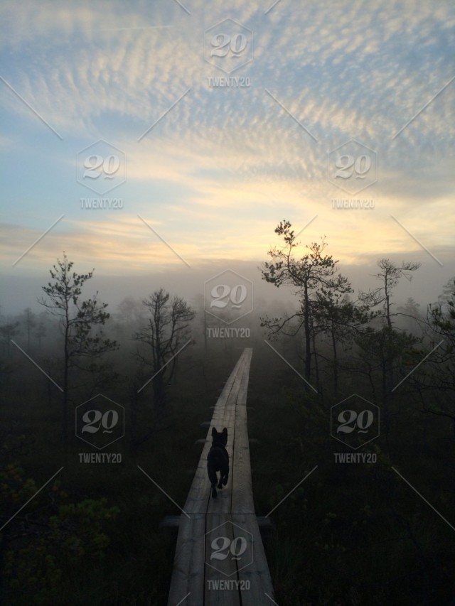 Shortleaf Black Spruce - 640x853 Wallpaper - teahub.io