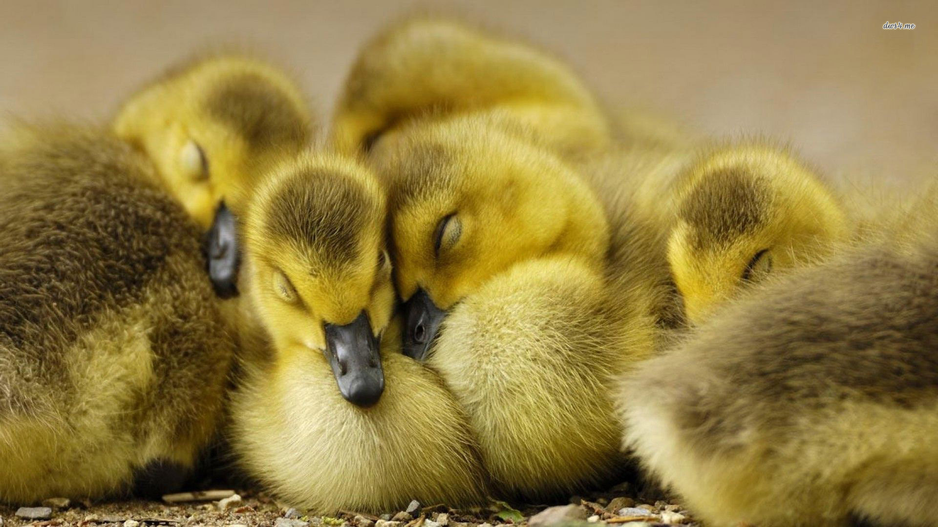 Cuddling Ducks - 1920x1080 Wallpaper - teahub.io