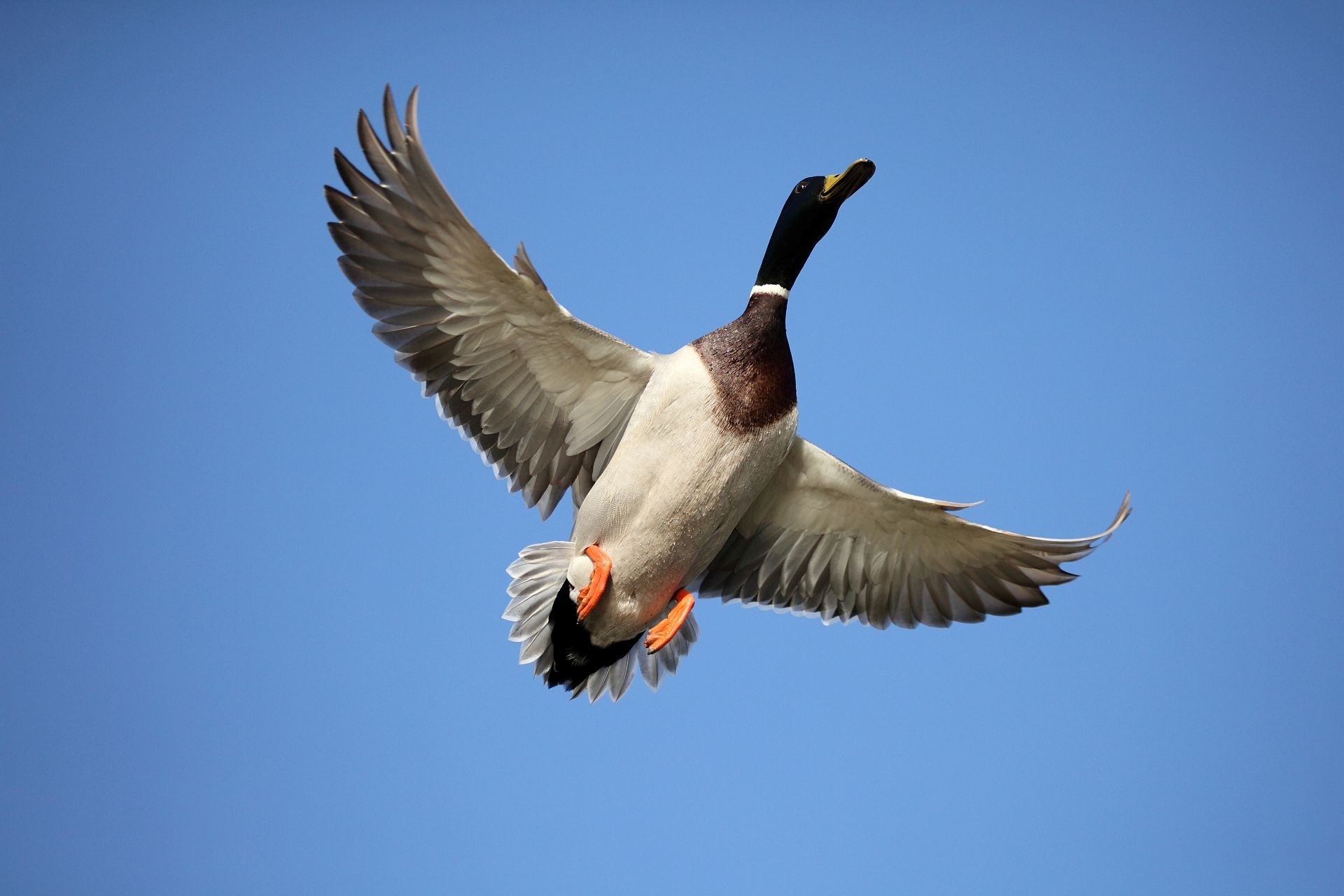Duck Flying In Sky Wallpaper - Duck Flying In The Sky - 1920x1280 ...