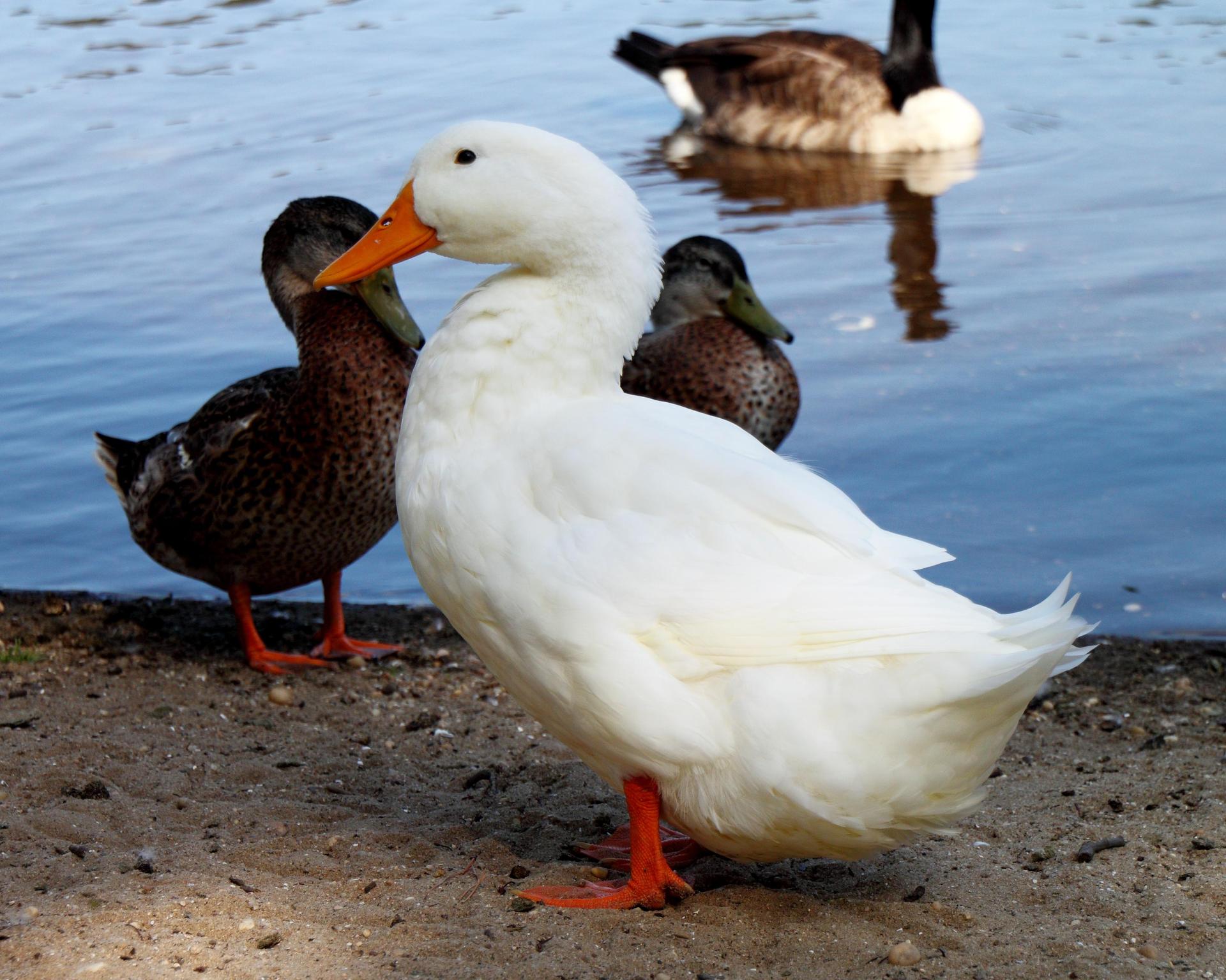 Pekin Duck Wallpapers Hd - Pato Domestico Y Pato Salvaje - 1920x1535 ...