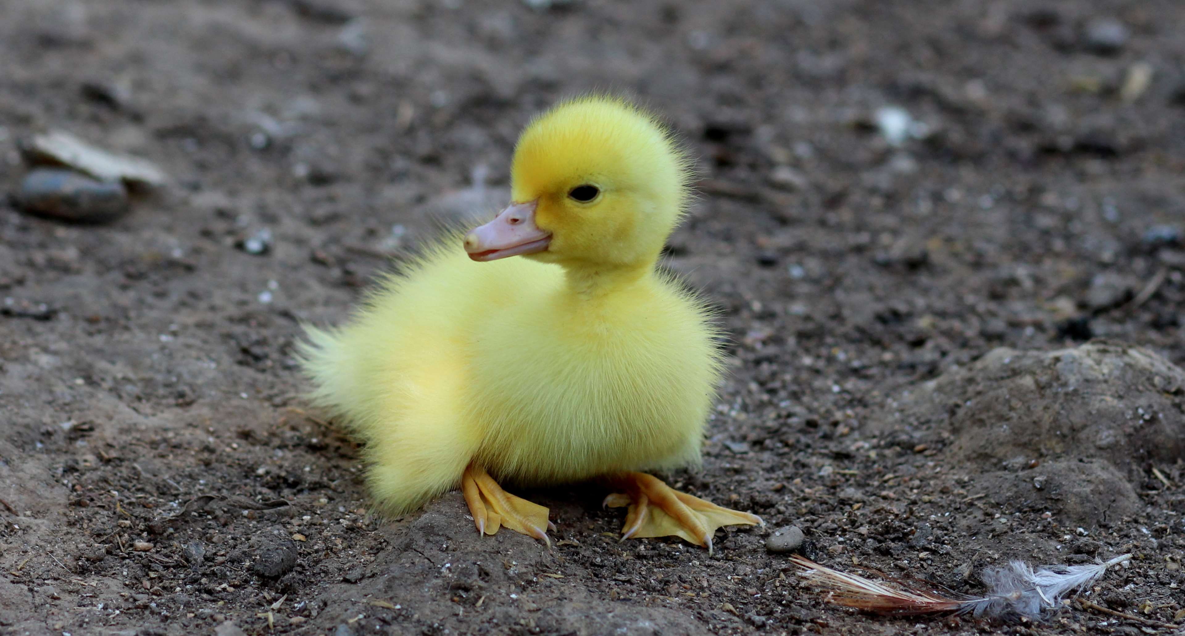Baby Duck - 3840x2061 Wallpaper - teahub.io