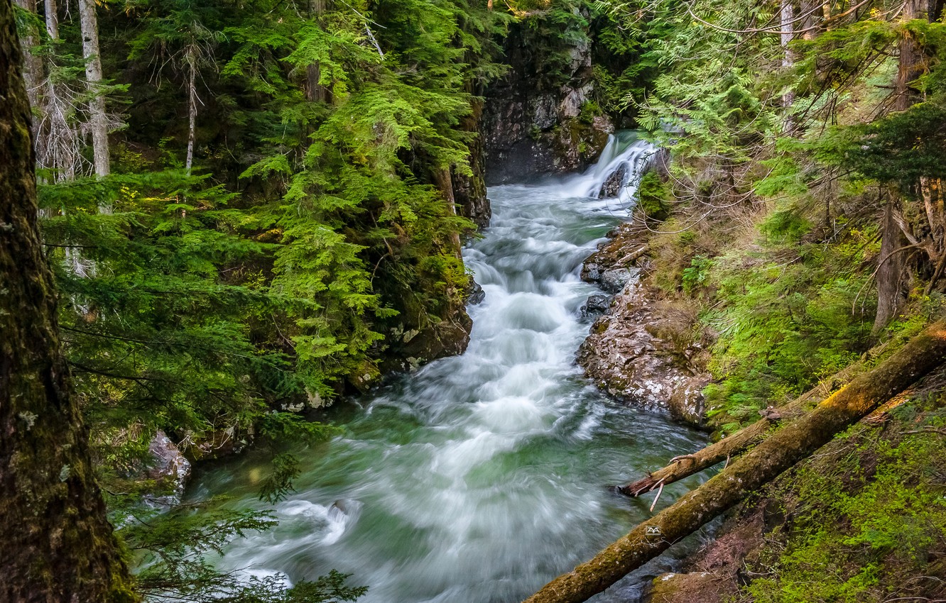 Photo Wallpaper Forest, River, Washington, Washington - Forest Stream ...