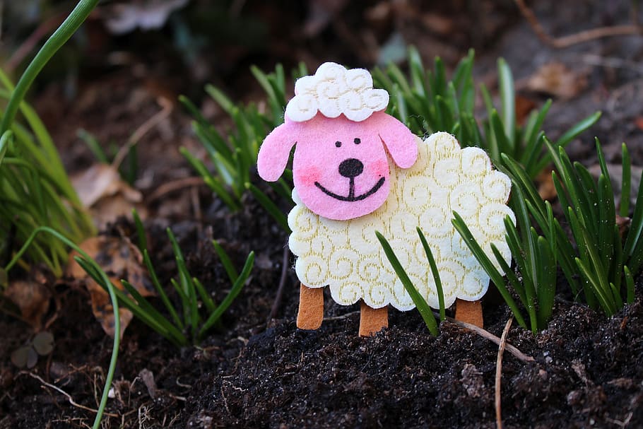 Sheep - 910x607 Wallpaper - teahub.io