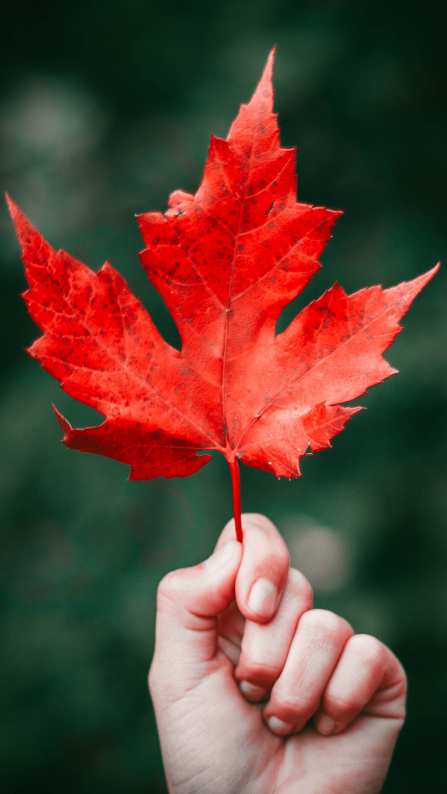 Maple Leaf Autumn Hand Wallpaper - Maple Leaf In Hand - 1440x2560 ...
