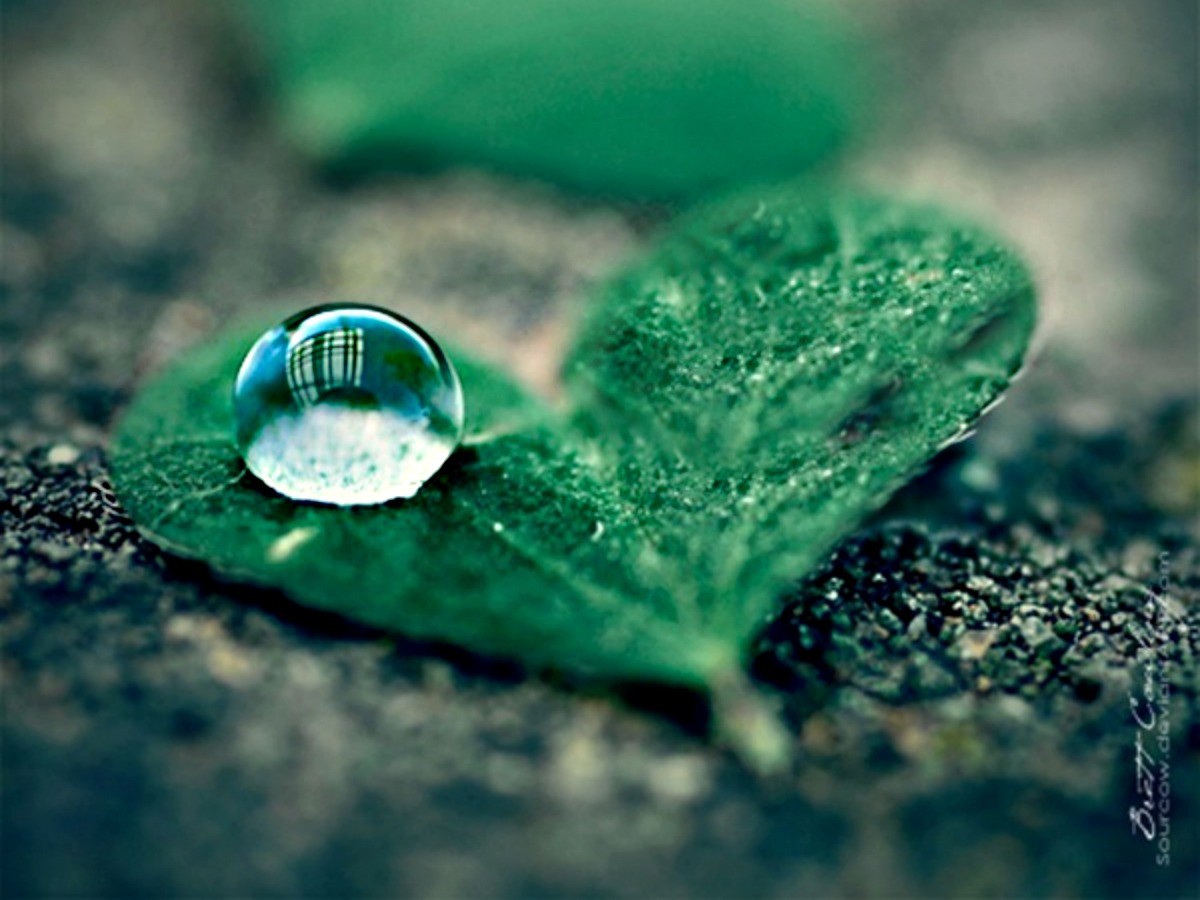 Forest Drop Upond Heart Water Nature Close Up Cute - 1200x900 Wallpaper ...