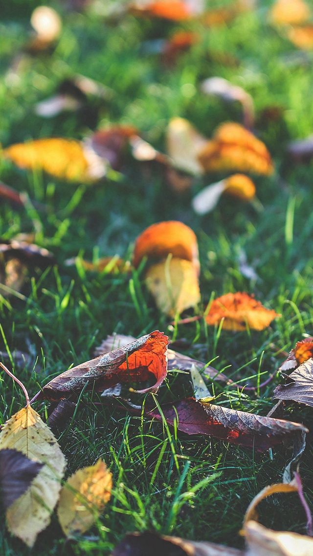 Green Fall Background Iphone - 640x1136 Wallpaper - teahub.io