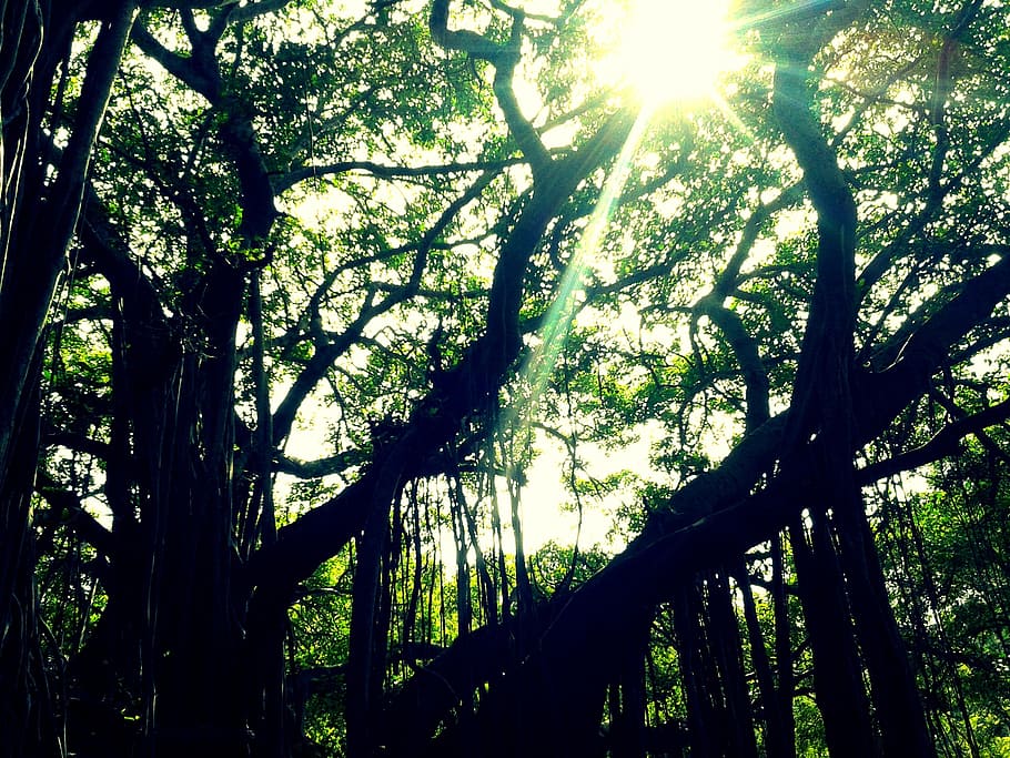 Canopy, Tyndall Effect, Sunrays, Forest, Trees, Plant, - Tyndall Effect ...