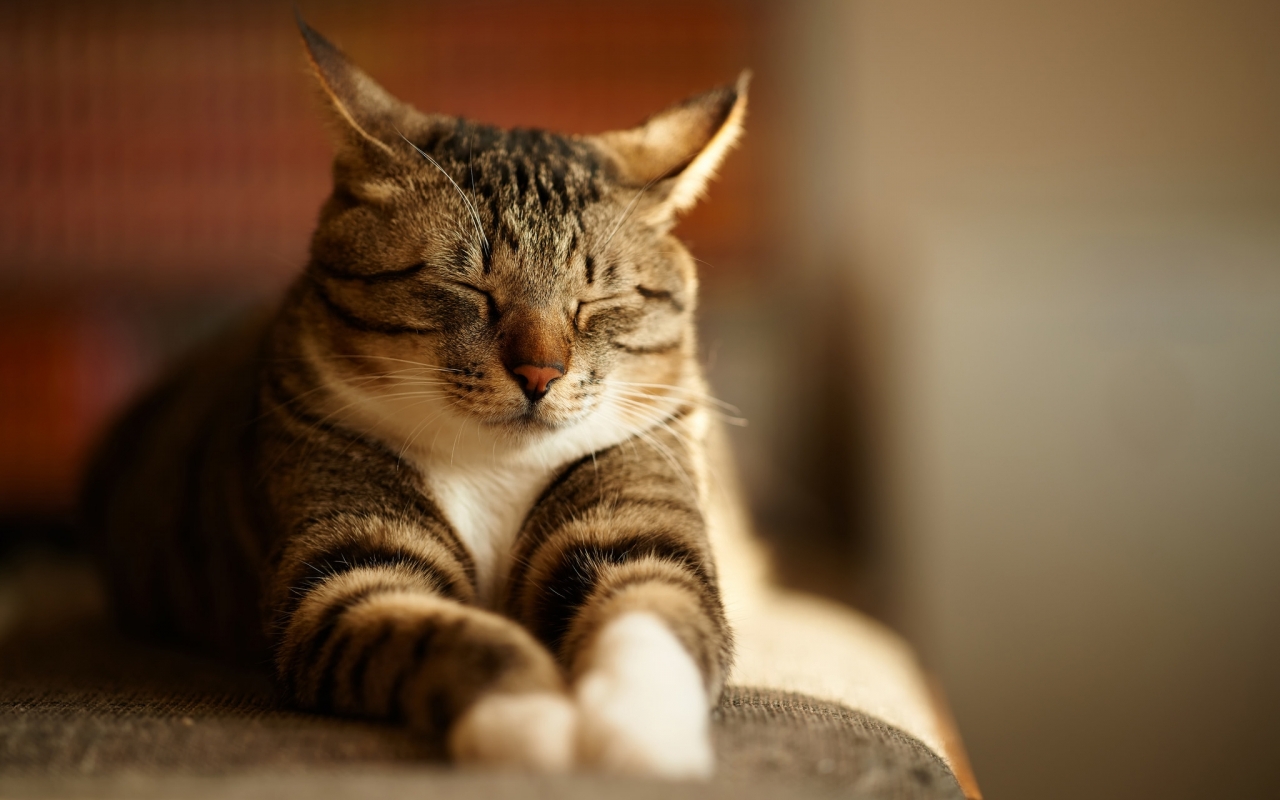 High Quality Cat Background - 1280x800 Wallpaper - teahub.io