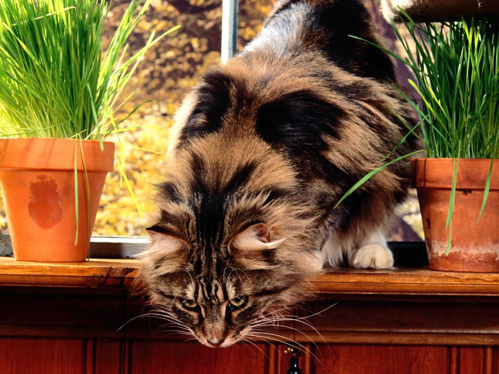 Squitten - 1600x1200 Wallpaper - teahub.io