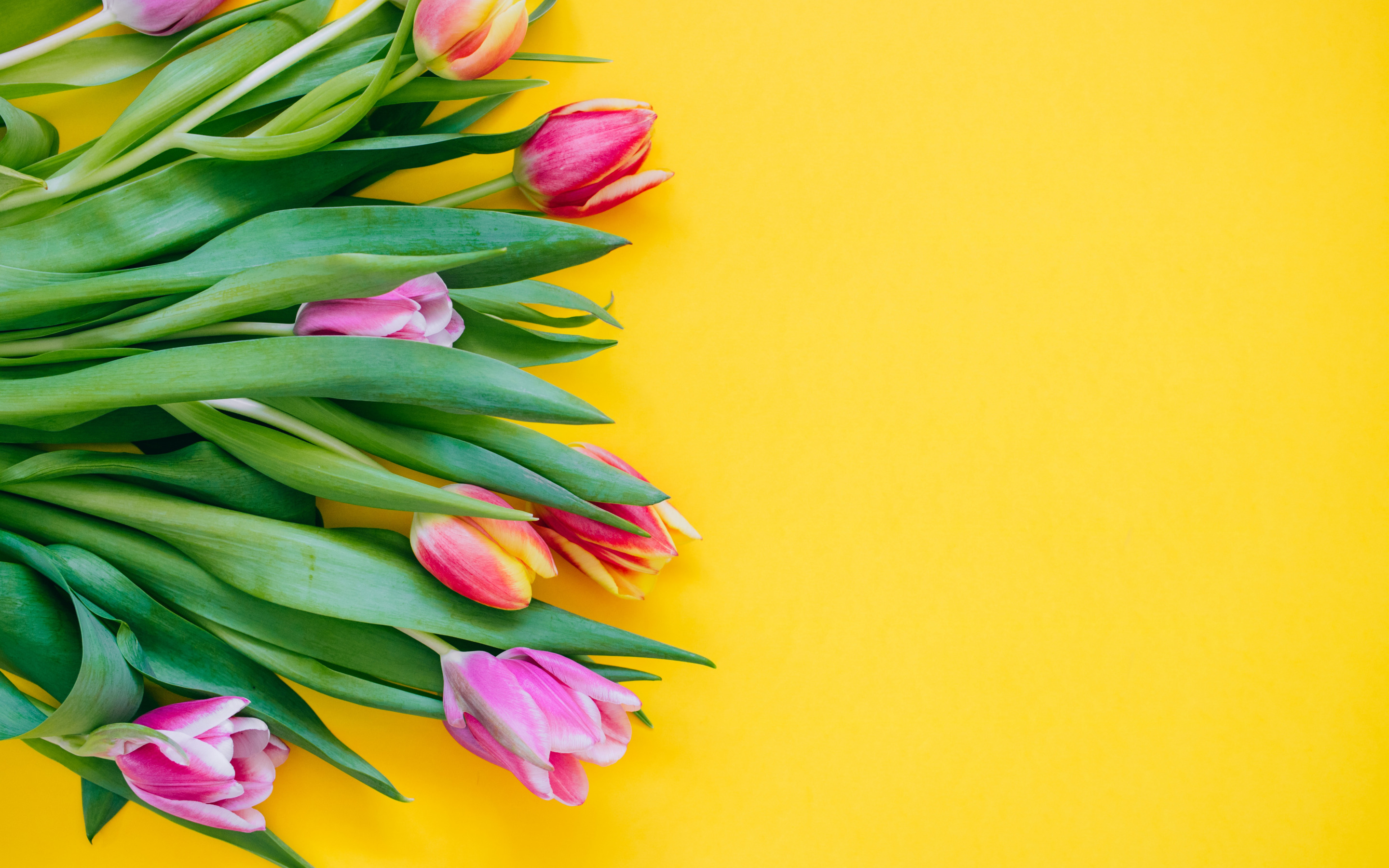 Pink Tulips, Spring Flowers, Tulips On A Yellow Background, - 2880x1800 ...