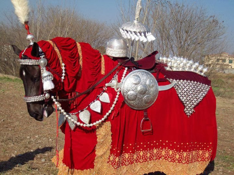 Picture - Zuljanah 10 Muharram - 800x600 Wallpaper - teahub.io