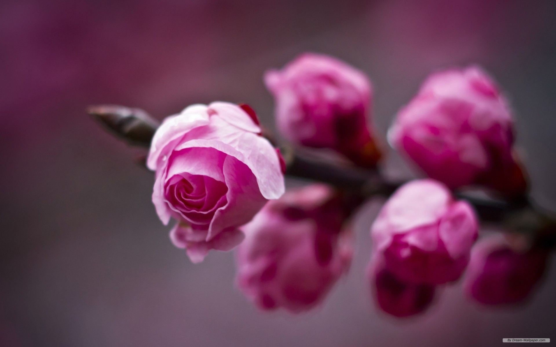 Free Flower Wallpaper - High Resolution Spring Flowers - 1920x1200 ...
