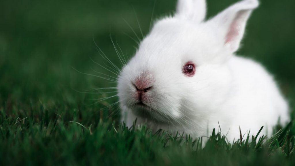 Wallpapers De Conejos Divertidos Fotosdelanaturaleza - Hd Image Cute ...