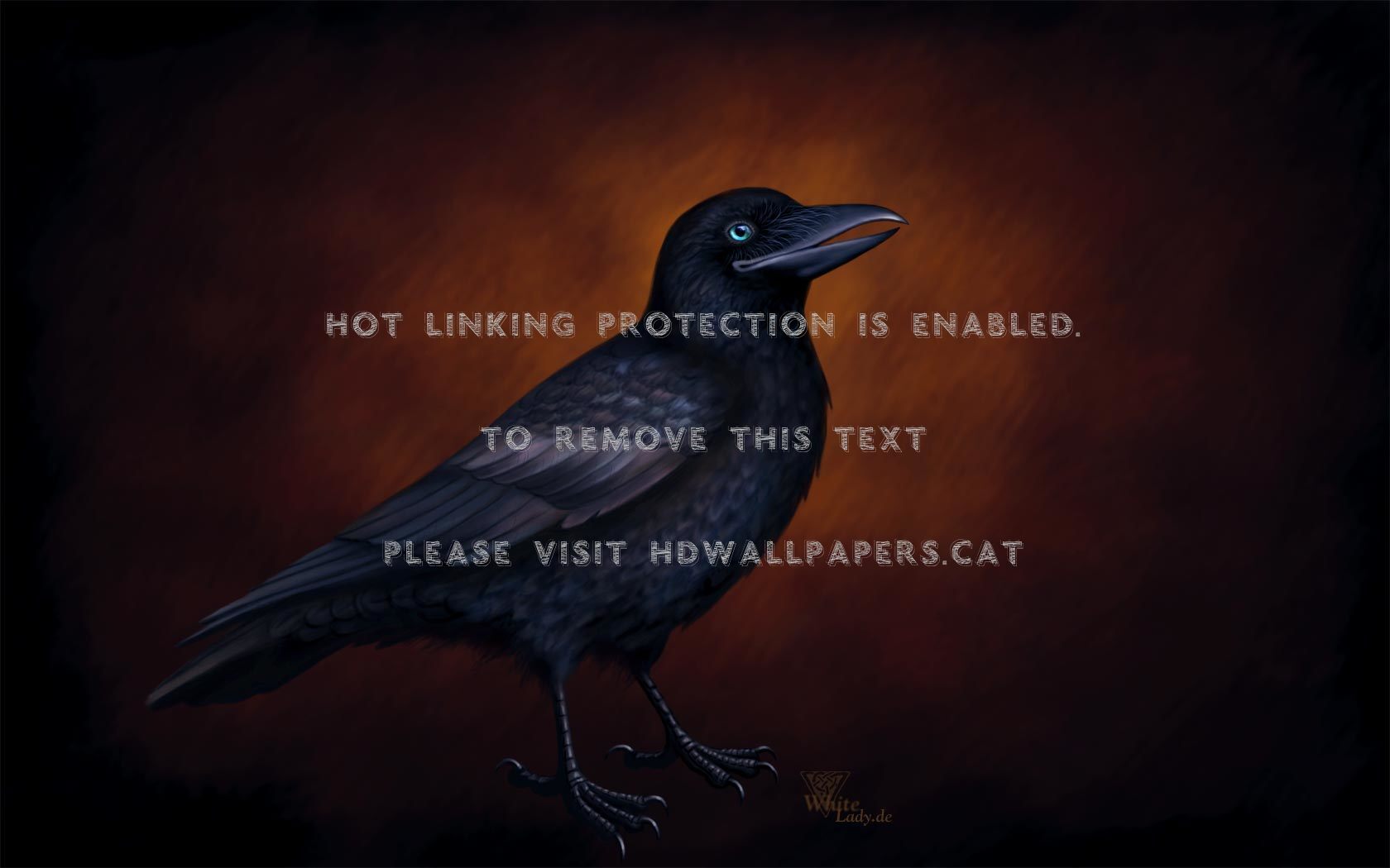 Crow Wallpaper Raven Poe Bird Animals - American Crow - 1680x1050 ...