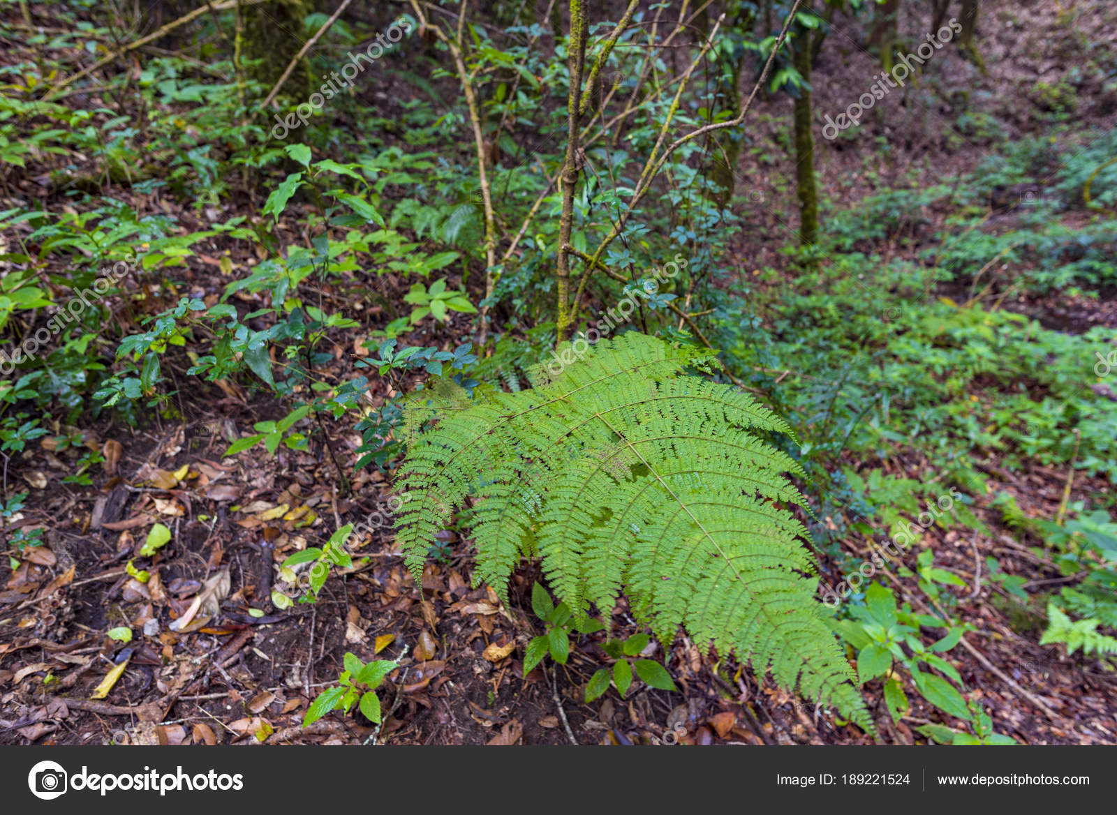 Old-growth Forest - 1600x1168 Wallpaper - teahub.io