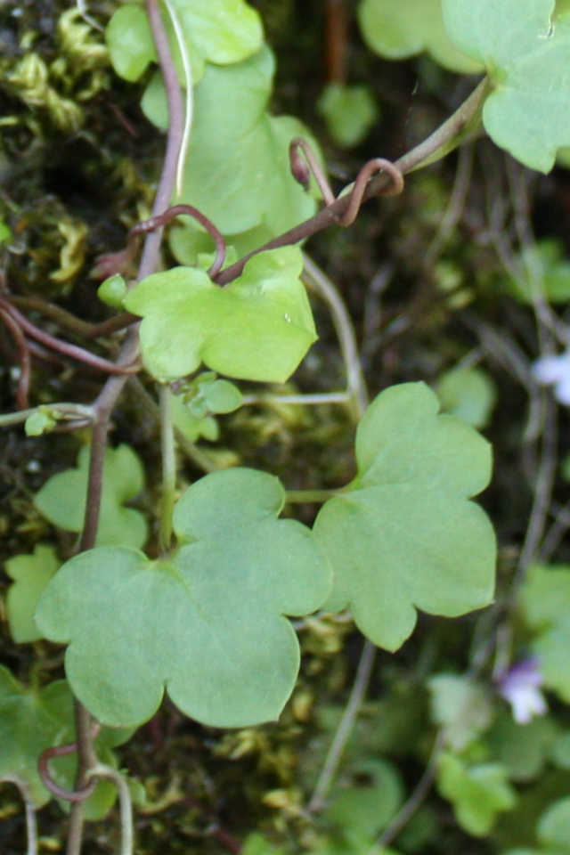 Wood Sorrel Family - 640x960 Wallpaper - teahub.io