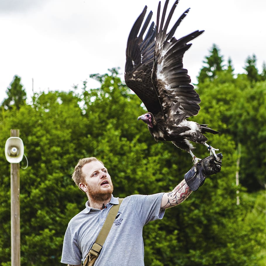 Eagles, Fly, United Kingdom, The Eagles, Scotland, - Hawk - 910x910 ...