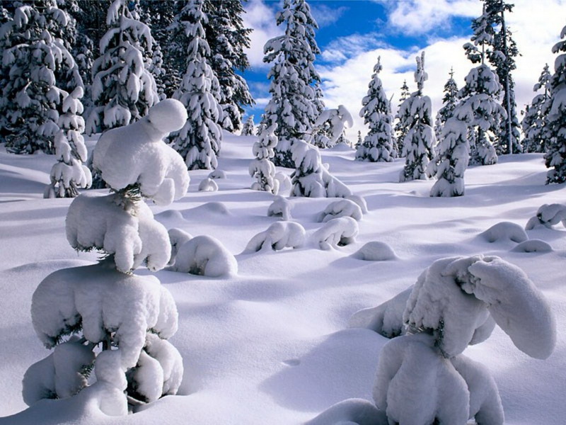 Snow Scenes - 800x600 Wallpaper - teahub.io