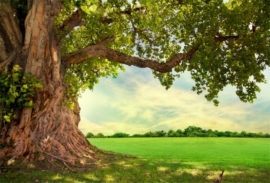 Under The Tree Background - 1100x749 Wallpaper - teahub.io