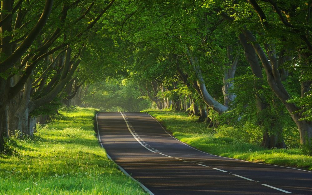 Trees On Both Sides Of The Road - 1000x625 Wallpaper - teahub.io