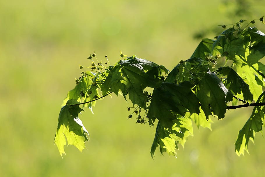 Leaves, Tree, Light, Green Spring, Hell, Nature, Maple, - Maple Leaf ...