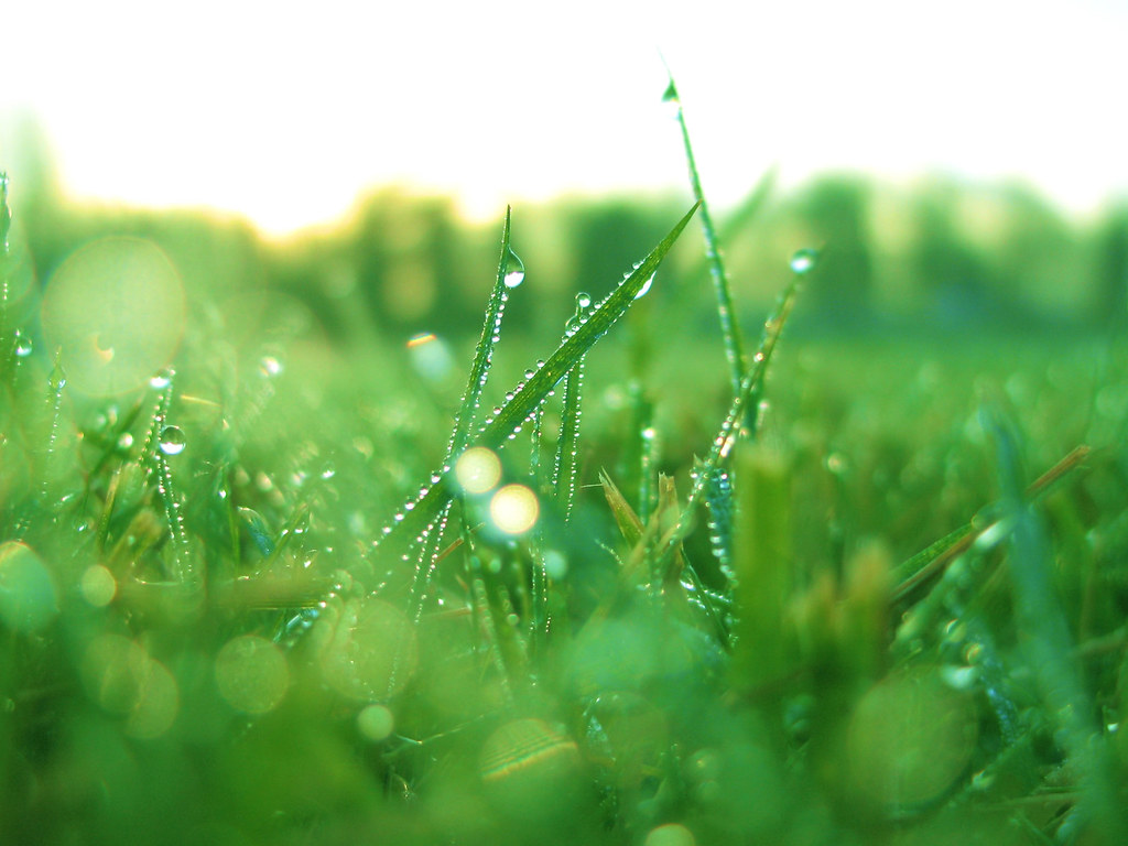Grass In The Morning - 1024x768 Wallpaper - teahub.io