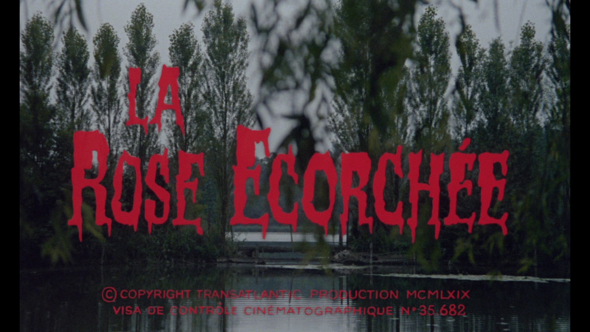 Shortleaf Black Spruce - 1920x1080 Wallpaper - teahub.io