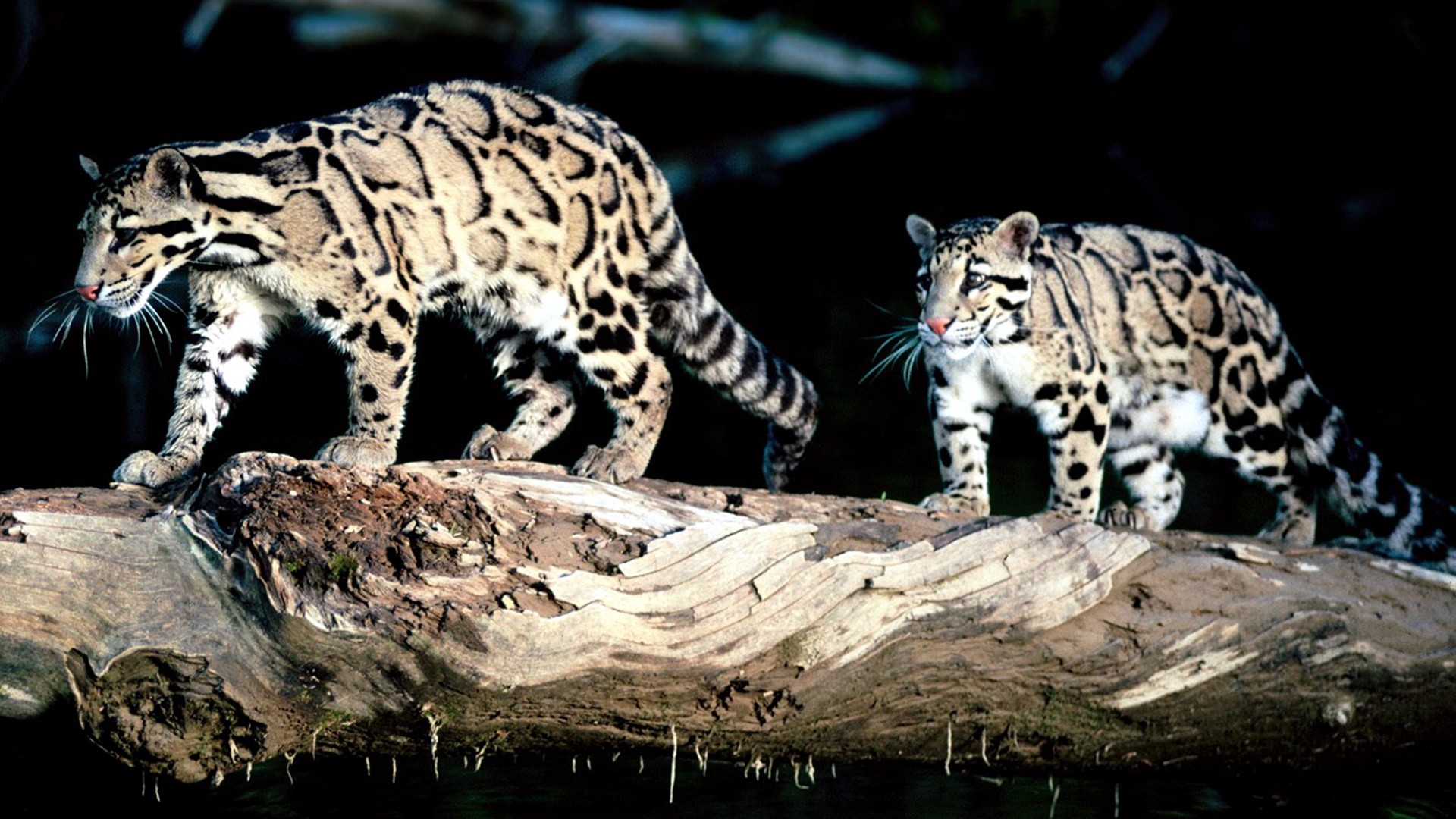 Clouded Leopard - 1920x1080 Wallpaper - teahub.io