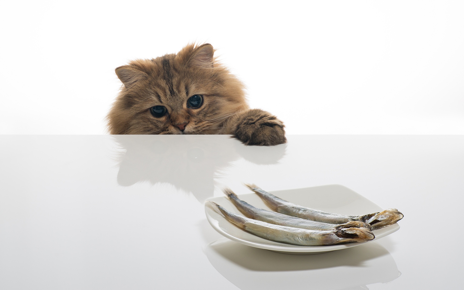 Hungry Cat - 1920x1200 Wallpaper - teahub.io