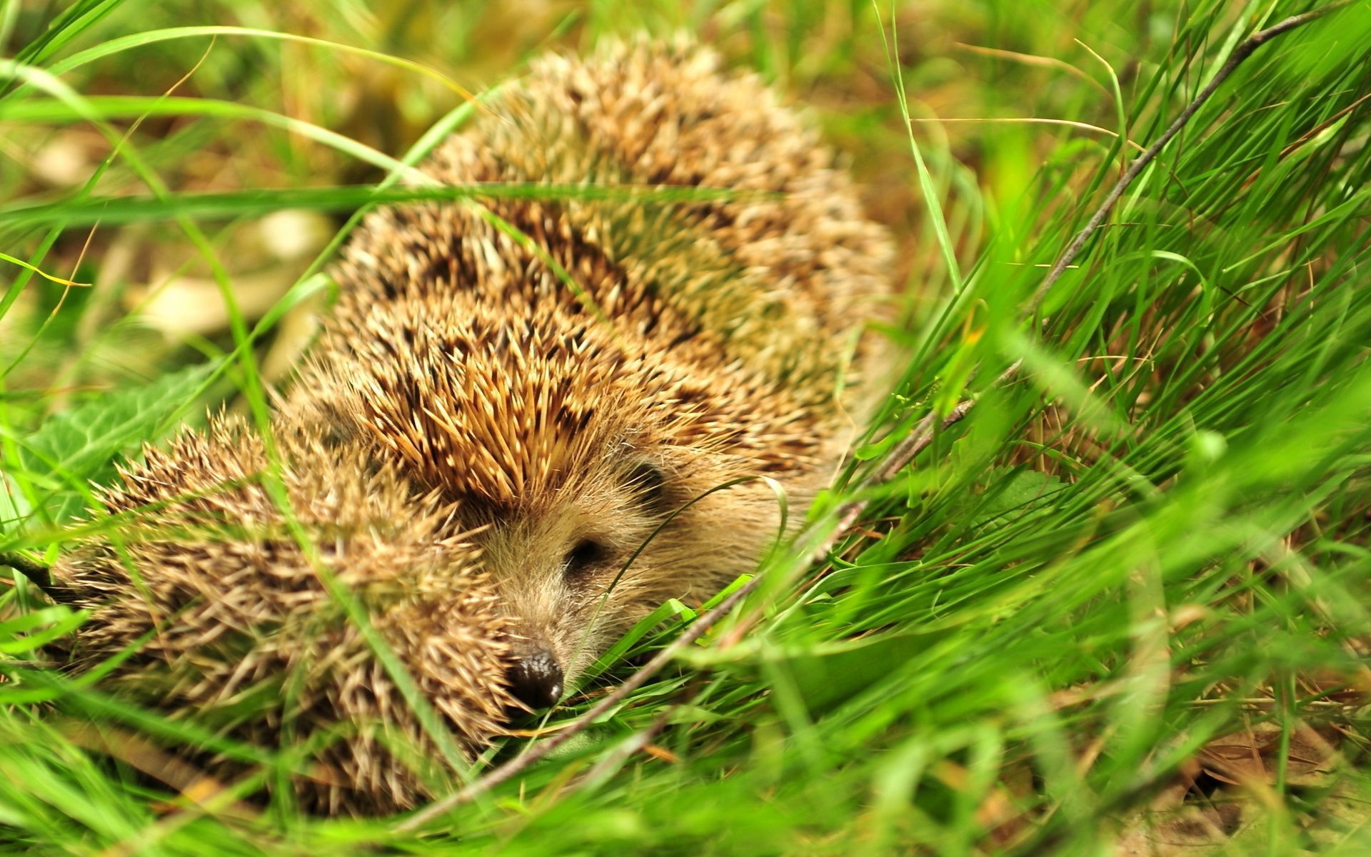 Domesticated Hedgehog - 1920x1200 Wallpaper - teahub.io