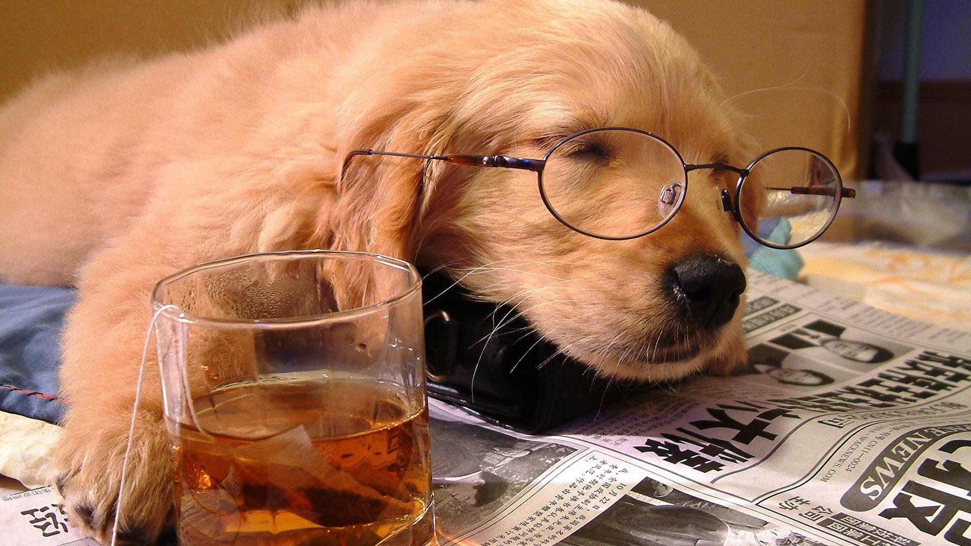 Cute Animals With Alcohol - 1920x1080 Wallpaper - teahub.io