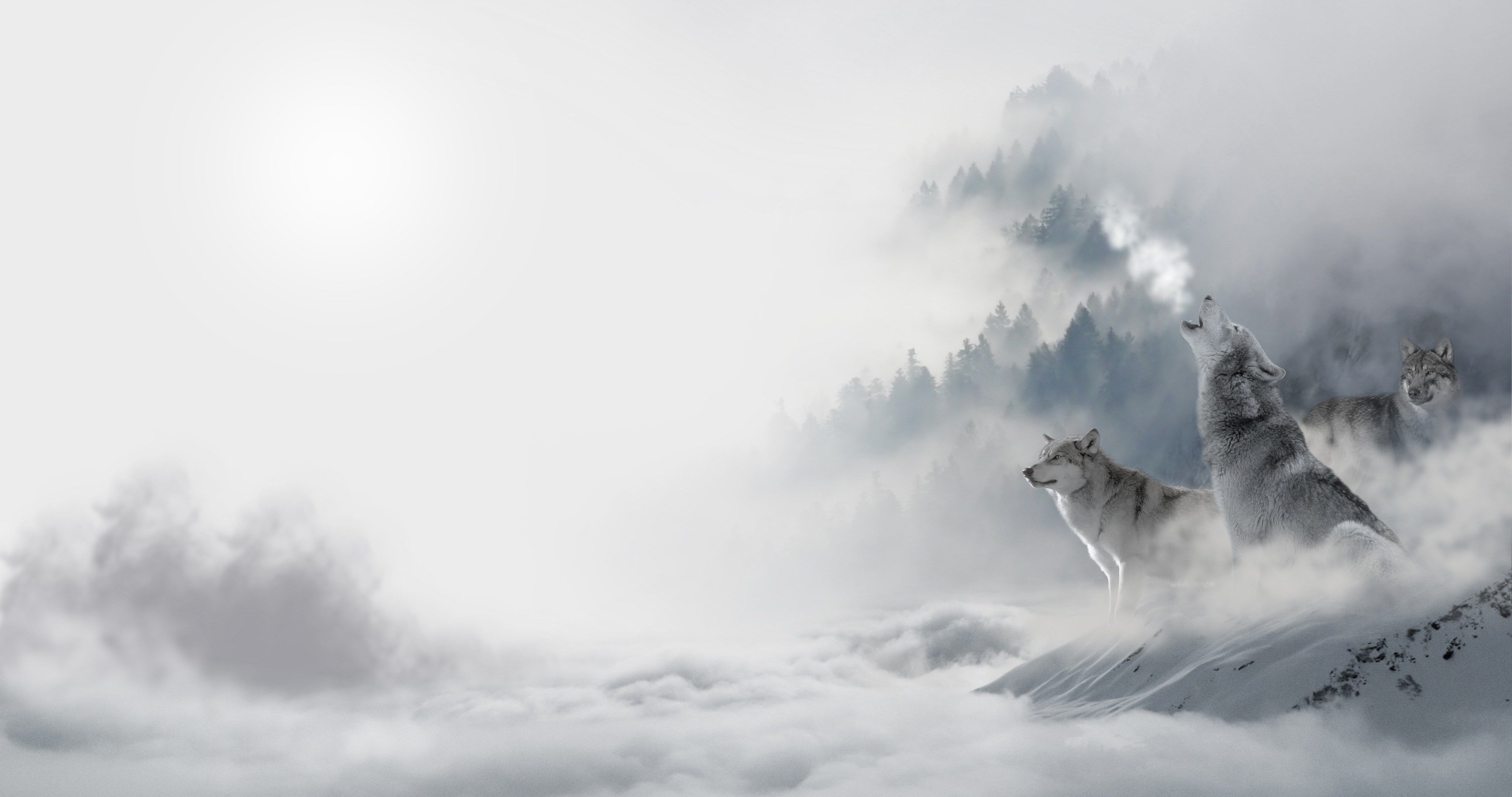 Wolves In The Fog - 4096x2160 Wallpaper - teahub.io