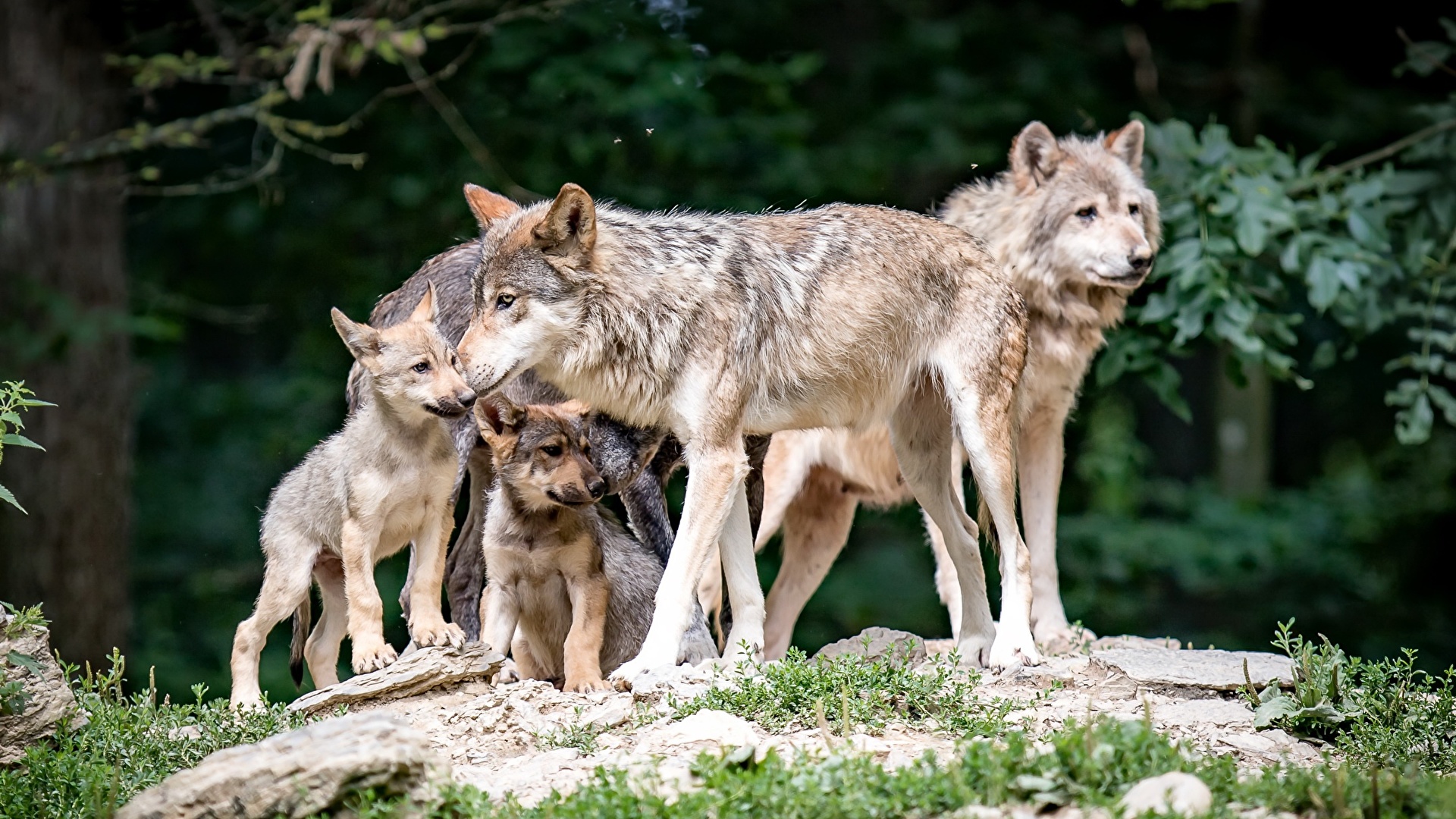 Wolf Cubs - 1920x1080 Wallpaper - teahub.io