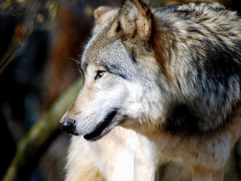 Beautiful Grey Wolf Wallpaper - Wallpaper - 800x600 Wallpaper - teahub.io