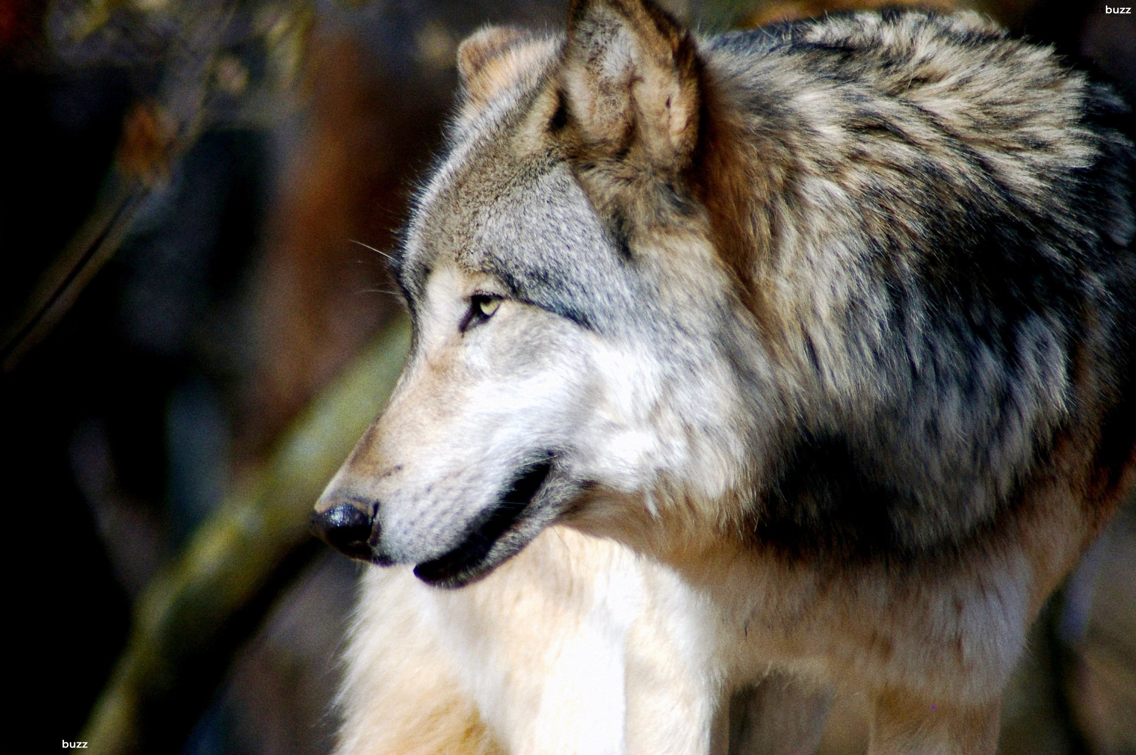 Red Wolf Wallpaper - 2256x1500 Wallpaper - teahub.io