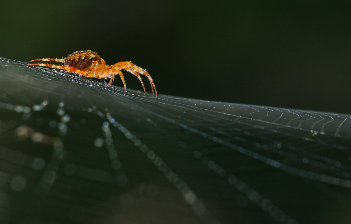 Photo Wallpaper Macro, Nature, Web, Spider, Spider, - Arthropoda ...