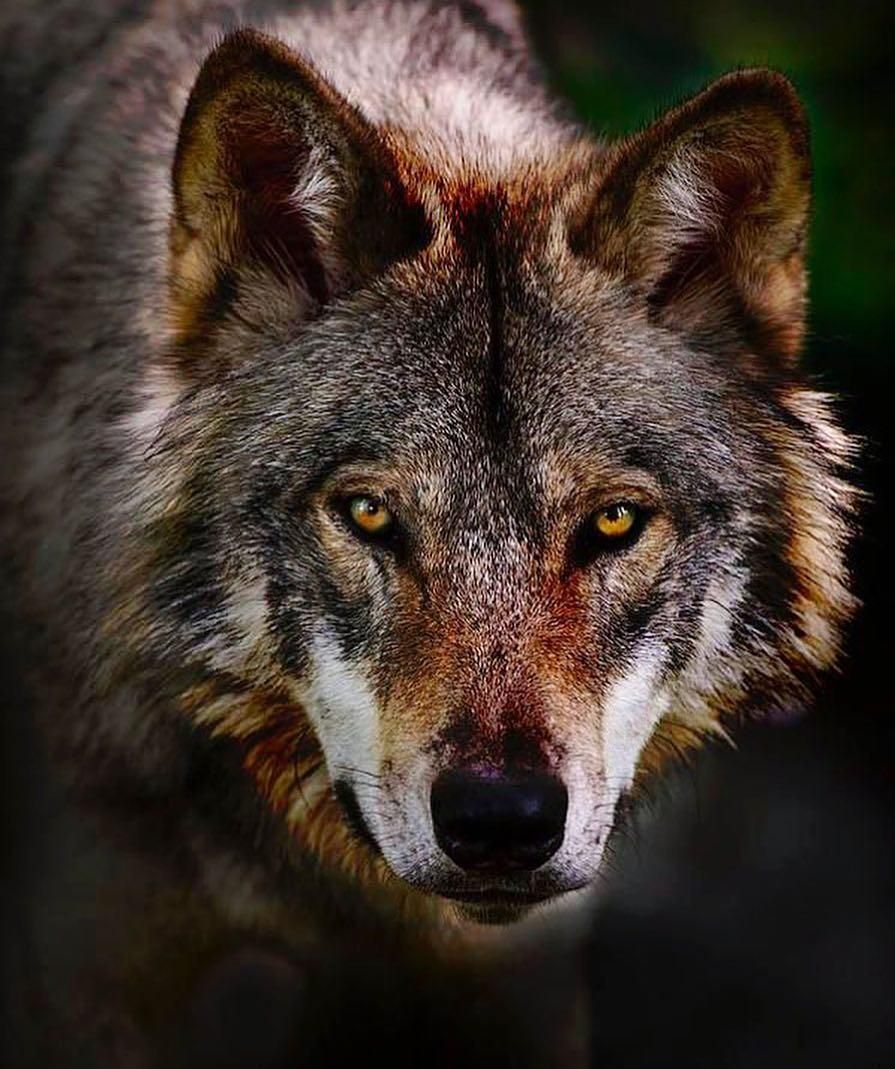 Timber Wolf - 895x1069 Wallpaper - teahub.io