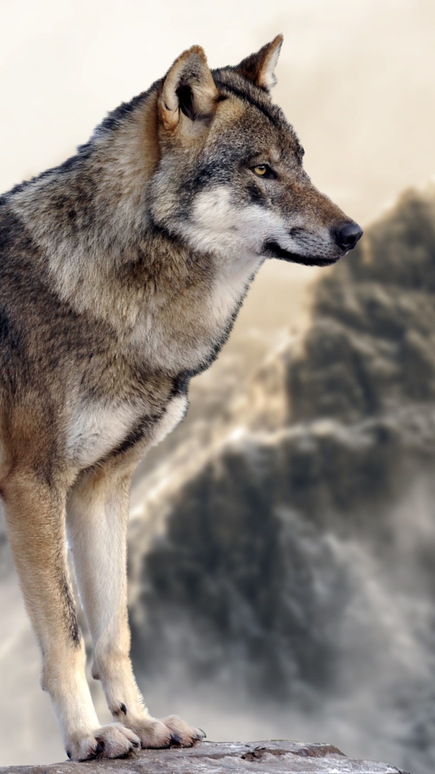 Wolf Hd - 1440x2560 Wallpaper - teahub.io